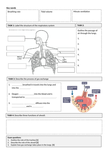OCR PE paper 1 Respiratory system worksheet | Teaching Resources