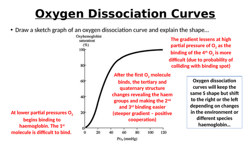 A-Level AQA Biology - Oxygen Dissociation Curves | Teaching Resources