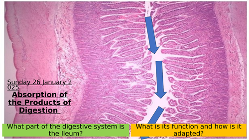 6.10 Absorption of the Products of Digestion | Teaching Resources