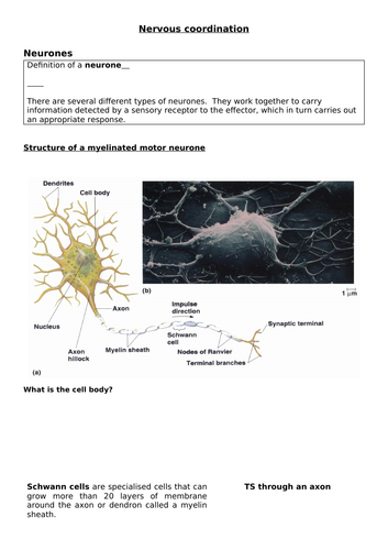 A-Level AQA Biology - Nervous System and Muscles Workbook | Teaching ...