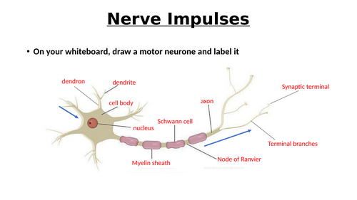 A-Level AQA Biology - Resting + Action Potentials | Teaching Resources A-Level AQA Biology - Resting + Action Potentials | Teaching Resources
