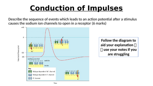 A-Level AQA Biology - Speed of Nerve Impulses | Teaching Resources