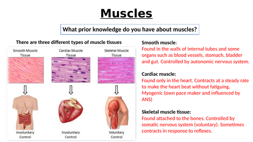 A-Level AQA Biology - Structure of Muscles | Teaching Resources