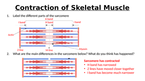 A-Level AQA Biology - Contraction of Muscles | Teaching Resources