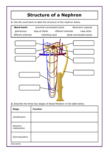 Structure of a Nephron + Answers | Teaching Resources