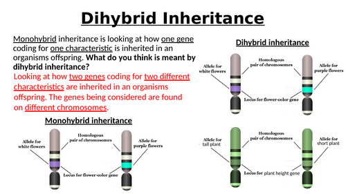 A-Level AQA Biology - Dihybrid Inheritance | Teaching Resources A-Level AQA Biology - Dihybrid Inheritance | Teaching Resources