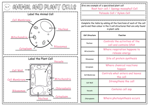 Cell Biology Worksheet KS3/KS4 | Teaching Resources