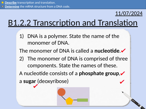 GCSE Biology:Transcription and Translation | Teaching Resources