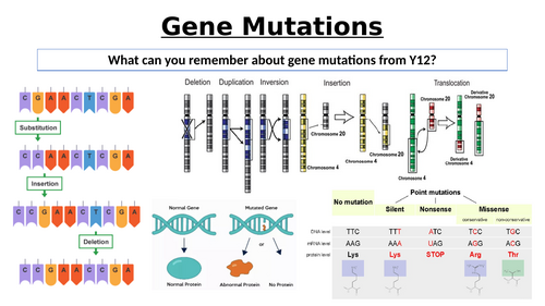 A-Level AQA Biology - Gene Mutations | Teaching Resources