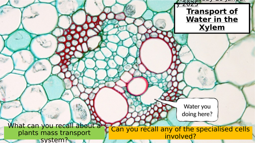 7.7 Transport of Water in the Xylem | Teaching Resources