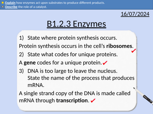 GCSE Biology: Enzymes | Teaching Resources