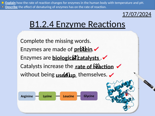 GCSE Biology: Enzyme Reactions | Teaching Resources