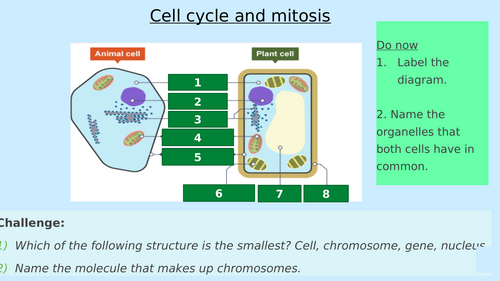 GCSE - Cell biology 6 - Cell cycle and mitosis | Teaching Resources
