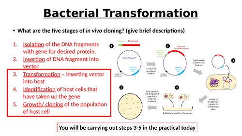 A-Level AQA Biology - Bacterial Transformation | Teaching Resources