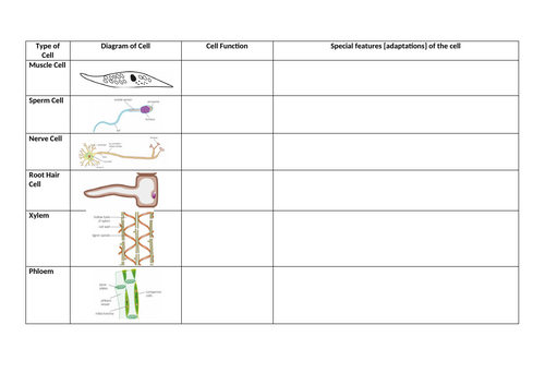 Specialised Cells | Teaching Resources