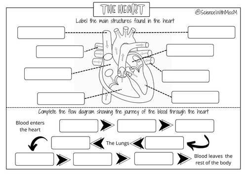 The Heart Worksheet KS4 | Teaching Resources