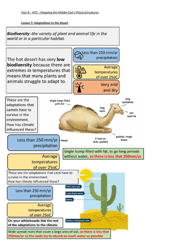 Desert Plant and Animal Adaptations - KS3 (Key Stage 3) | Teaching ...