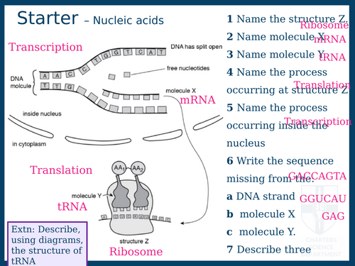 19 1 Cellular Control And Mutation Teaching Resources