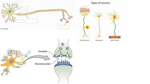 Synaptic Transmission | Teaching Resources