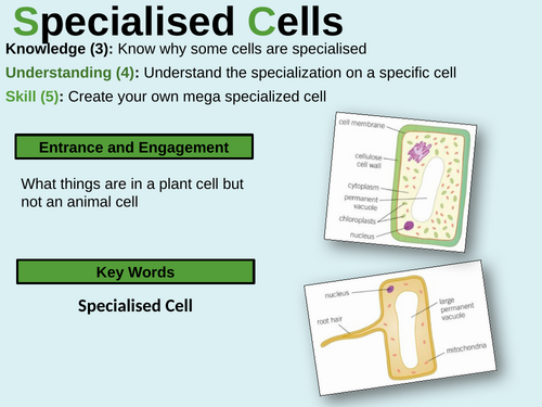 B1.3 Specialised Cells - Year 7 Biology | Teaching Resources