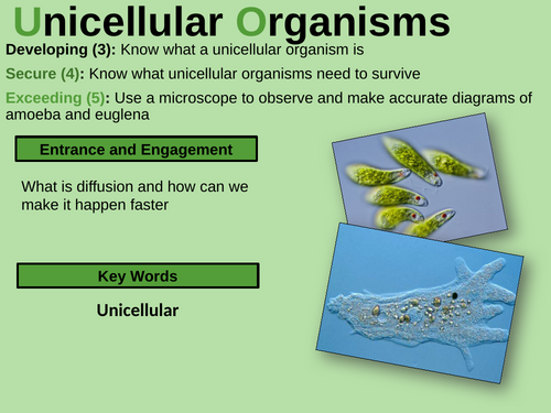 B1.5 Unicellular Organisms | Teaching Resources