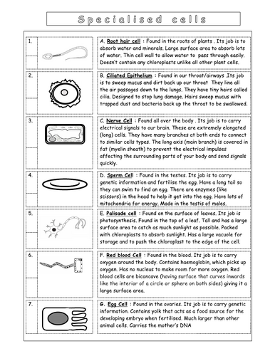 Year 7 - Living systems - L2 specialised cells worksheet | Teaching ...