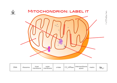 Mitochondrion: label it. | Teaching Resources