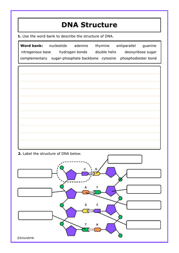 DNA Structure + Answers | Teaching Resources DNA Structure + Answers | Teaching Resources