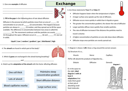 Exchange Surfaces Worksheet KS3 | Teaching Resources