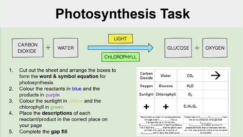 Photosynthesis Cut & Stick Activity | Teaching Resources