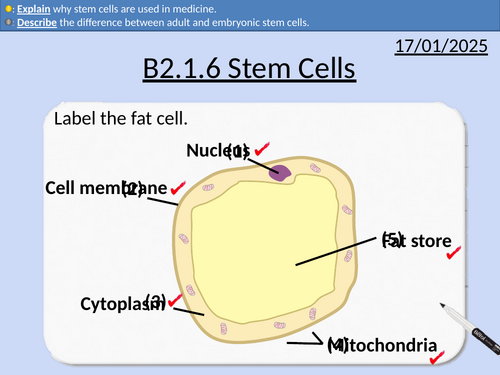 GCSE Biology: Stem Cells | Teaching Resources GCSE Biology: Stem Cells | Teaching Resources