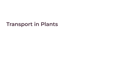 Transportation in plants | Teaching Resources