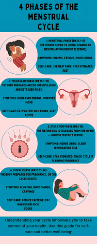 Menstrual Cycle Phases Chart & Guide | Teaching Resources