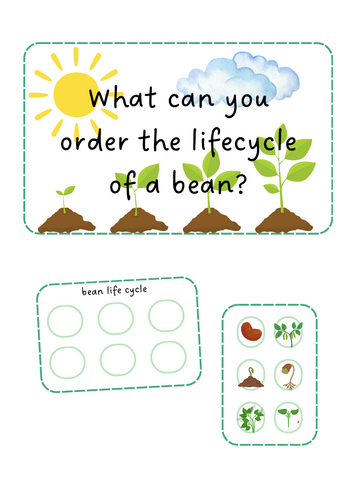 Growing / Plants - Bean life cycle | Teaching Resources