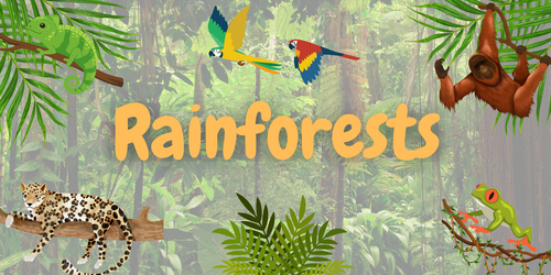 Rainforest display pack | Teaching Resources