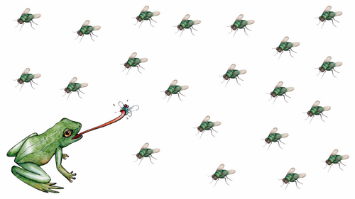 Catch the flies | Teaching Resources