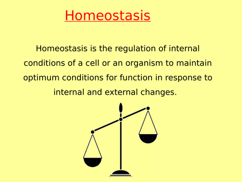 Homeostasis | Teaching Resources Homeostasis | Teaching Resources