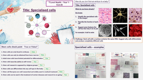 Specialised cells & Stem cells - T Level Health - Core B science ...