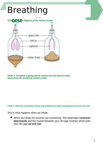 KS3 Year 7 Biology - Body Systems - Gas Exchange | Teaching Resources