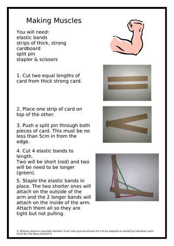 KS3 Year 7 Biology - Body Systems - Movement - Muscles | Teaching Resources