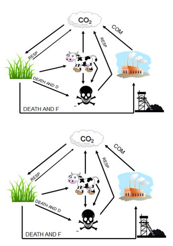 KS3 Year 8 - Biology - Ecosystems Processes - The Carbon Cycle ...
