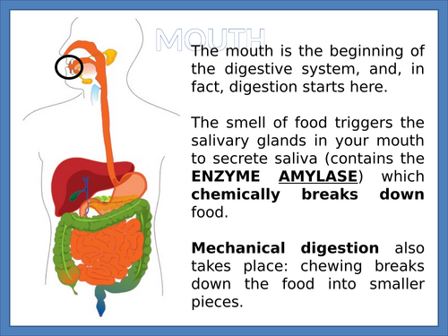 KS4 Year 9 - Systems - Digestive System | Teaching Resources
