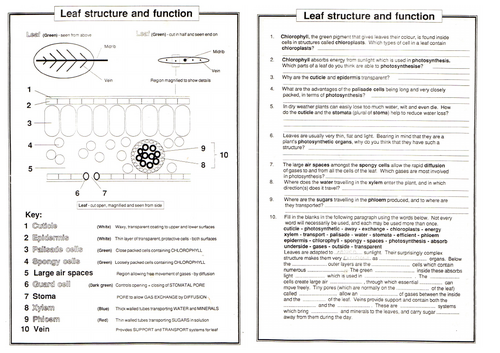 KS4 Year 10 - Exchange - Tissues and organs in plants | Teaching Resources
