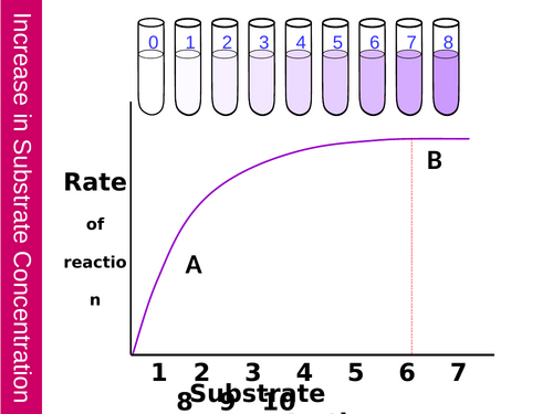 Effect of Substrate Concentration on the Rate of an Enzyme Controlled ...