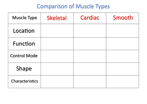 GCSE PE – Muscle Types Worksheet | Teaching Resources