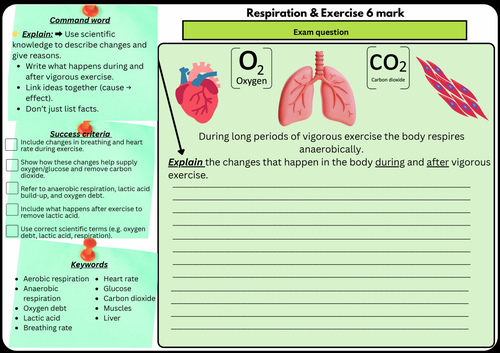 Respiration & Exercise – 6 Mark | Scaffolded/Differentiated (Anaerobic ...