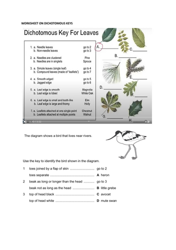 WORKSHEET ON DICHOTOMOUS KEYS | Teaching Resources