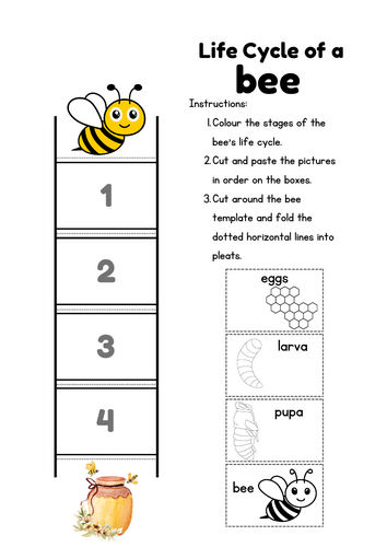 Bee Life Cycle Craft, Science Activity for KS1 | Teaching Resources