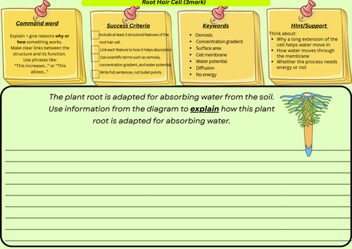 Root Hair Cell Adaptations – GCSE Biology 3 Mark Explain Question with ...