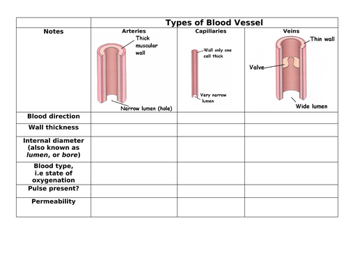 AQA GCSE Biology - B4 - Blood Vessels | Teaching Resources